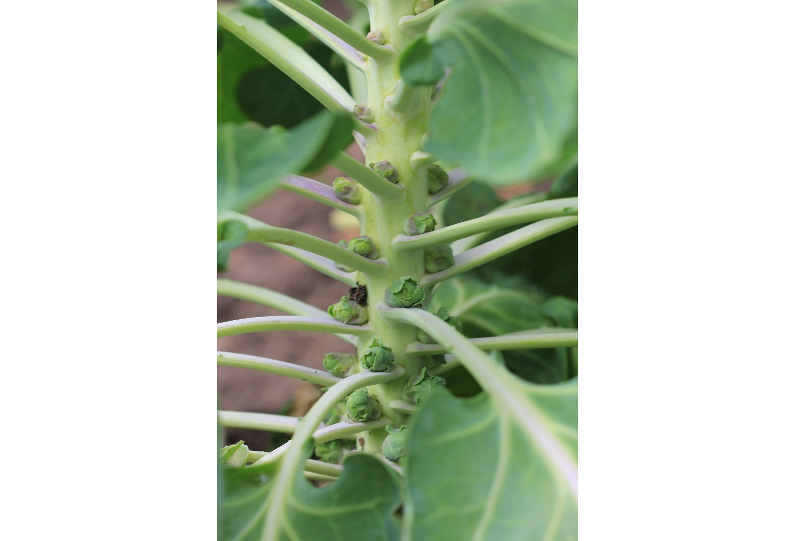 kopūstai - Visuotinė lietuvių enciklopedija