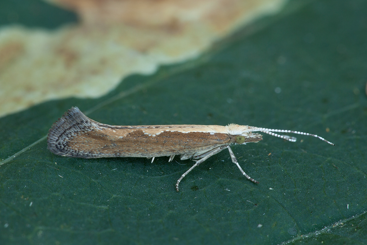 kopūstinė kandis - Visuotinė lietuvių enciklopedija