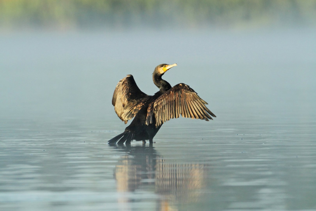 kormoraniniai - Visuotinė lietuvių enciklopedija