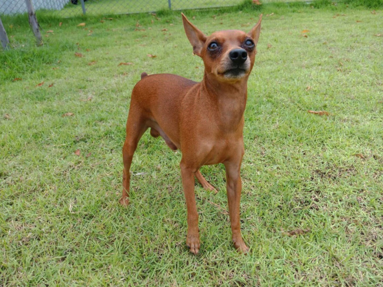 pinčeriai - Visuotinė lietuvių enciklopedija