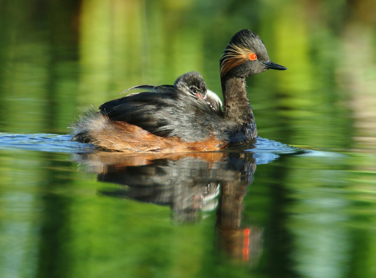 kraginiai paukščiai - Visuotinė lietuvių enciklopedija