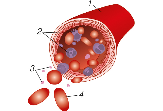 kraujas - Visuotinė lietuvių enciklopedija