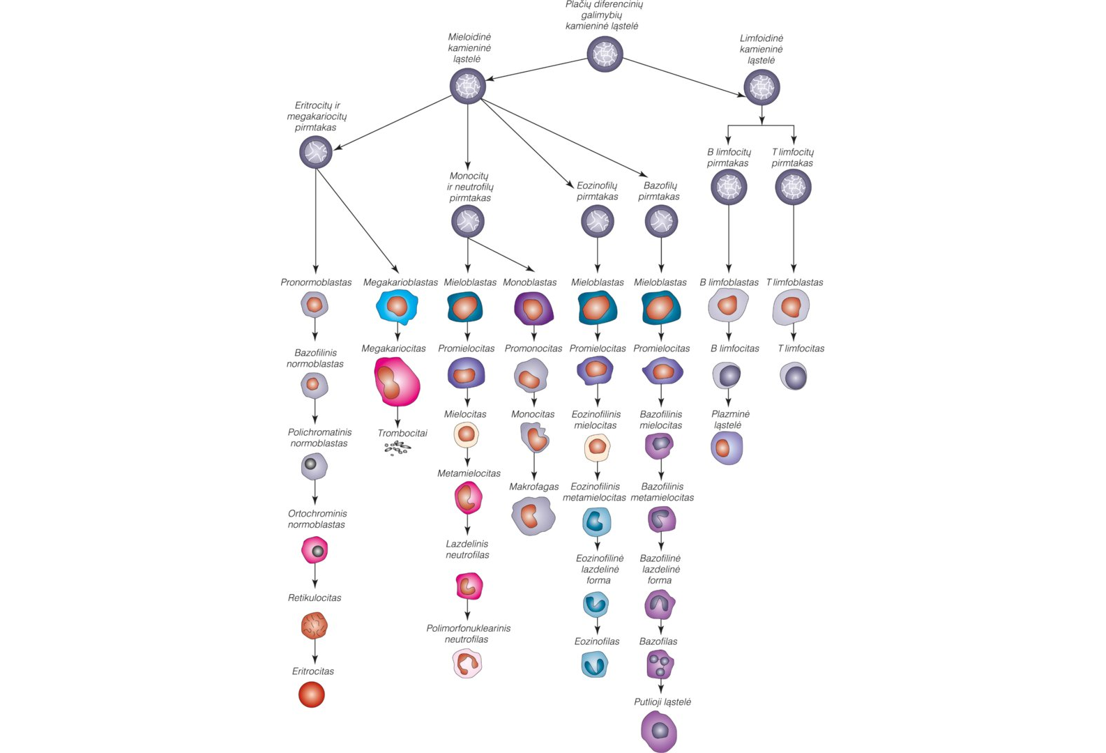 kraujodara - Visuotinė lietuvių enciklopedija