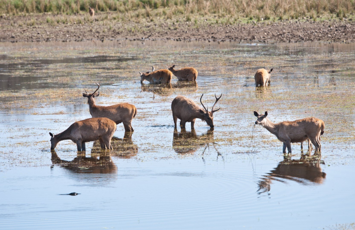 barasinga - Visuotinė lietuvių enciklopedija