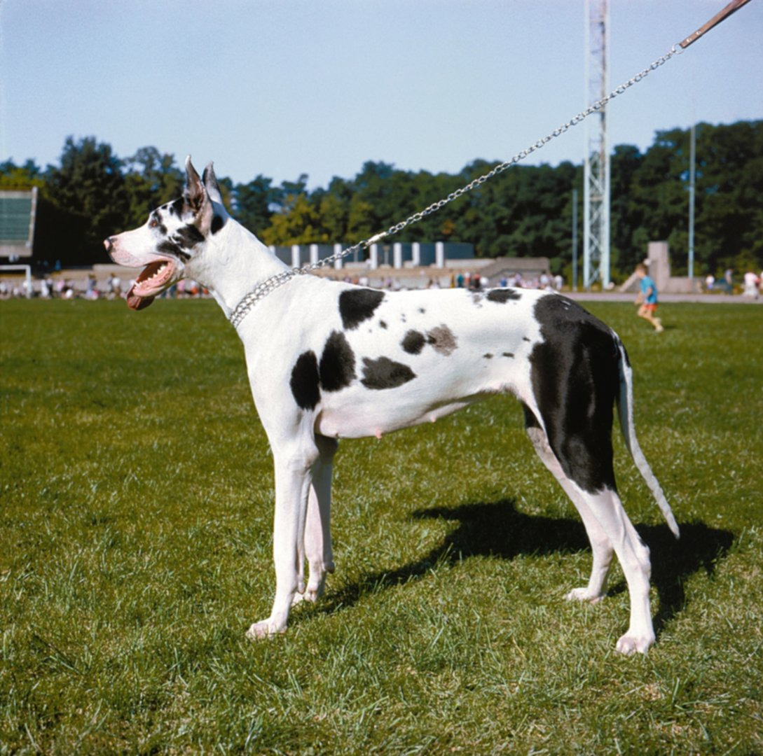 dogas - Visuotinė lietuvių enciklopedija