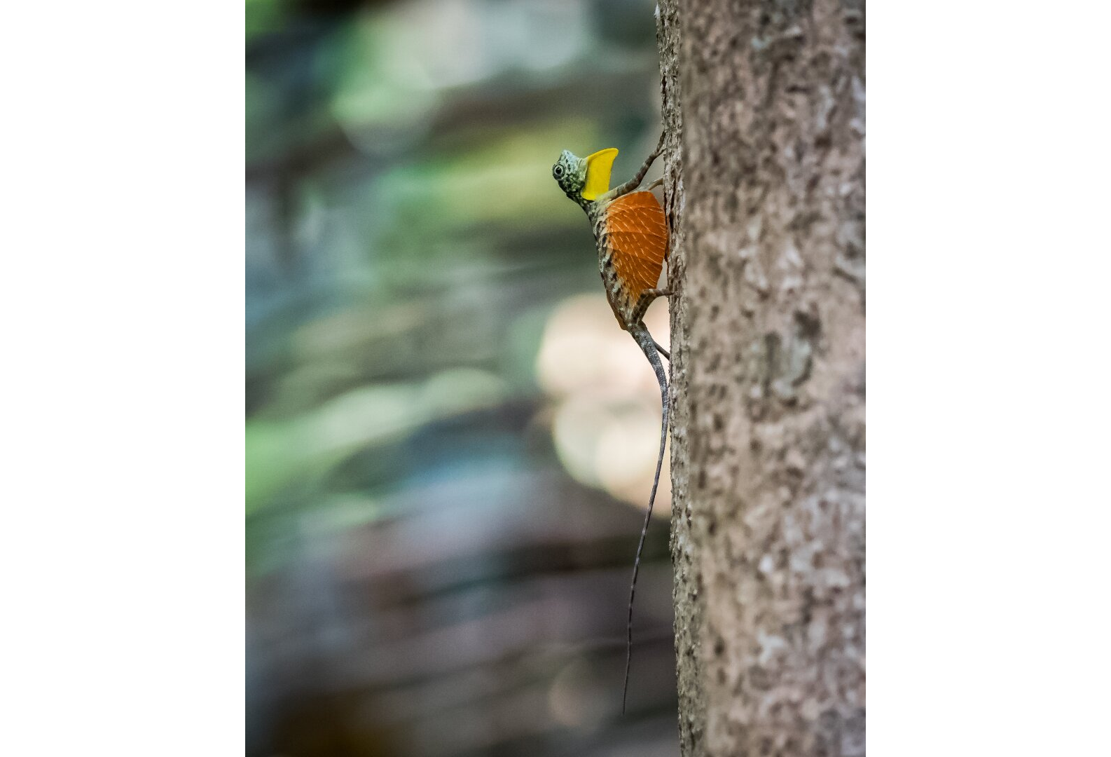 skraidantieji drakonai - Visuotinė lietuvių enciklopedija