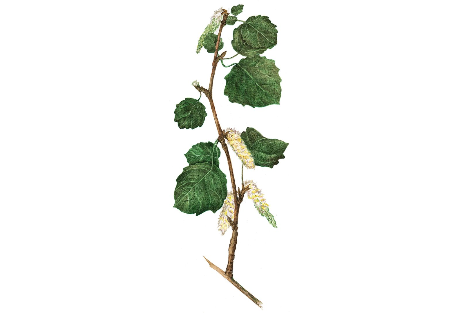 drebulė - Visuotinė lietuvių enciklopedija