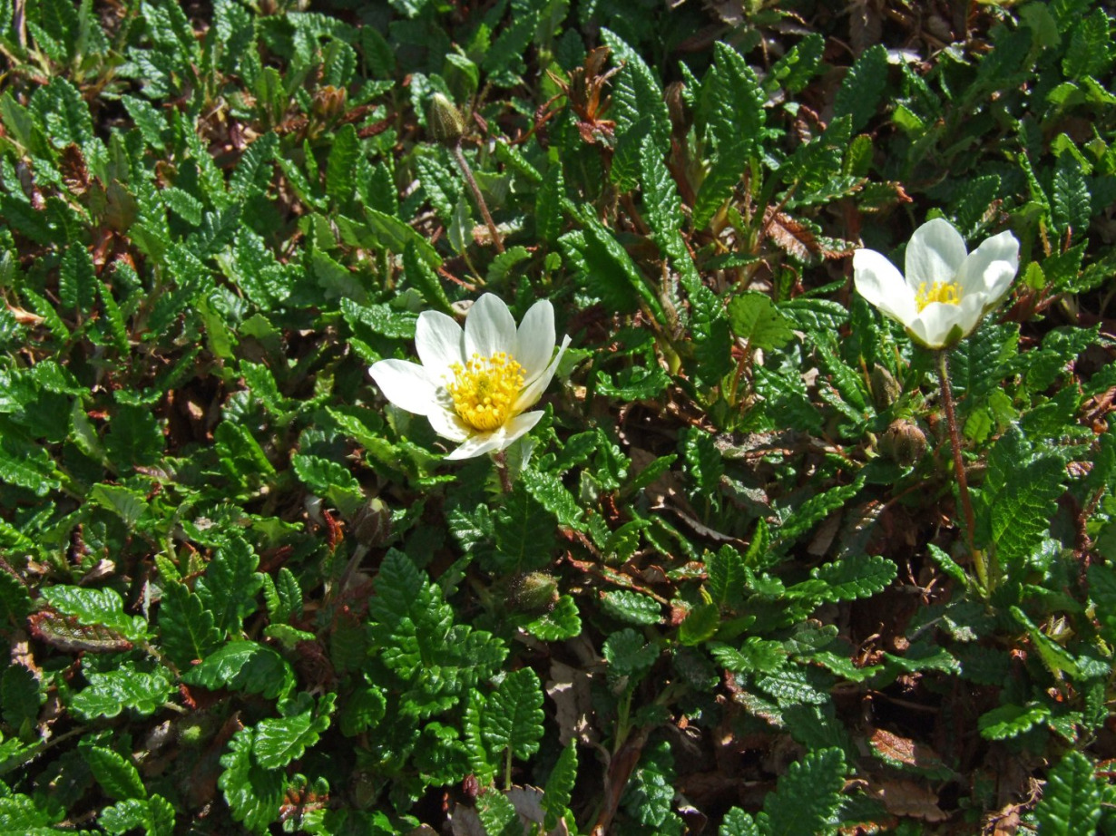 driada - Visuotinė lietuvių enciklopedija