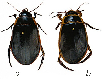dusios - Visuotinė lietuvių enciklopedija