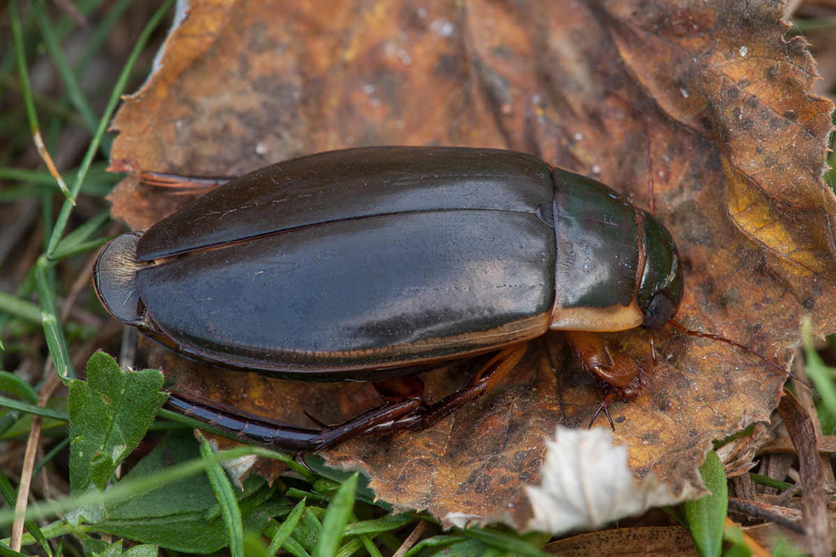 dusios - Visuotinė lietuvių enciklopedija