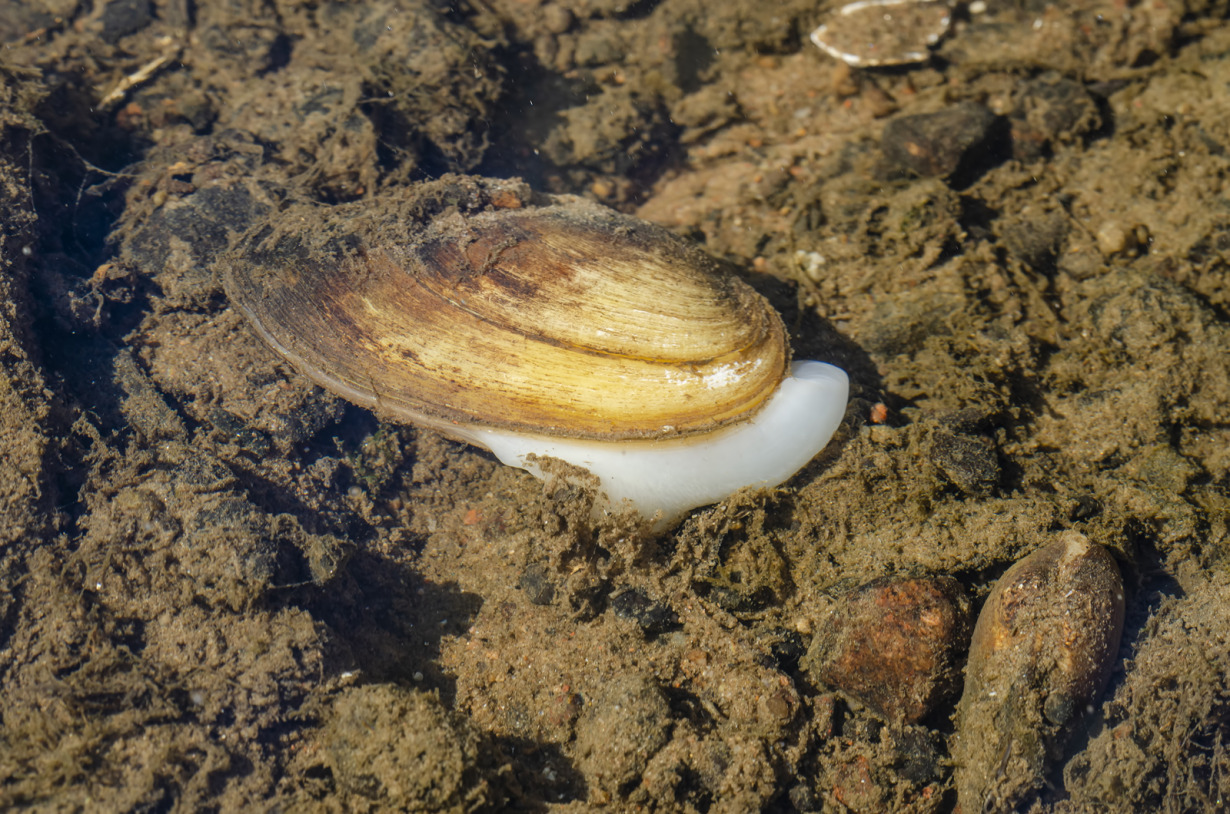 dvigeldžiai moliuskai - Visuotinė lietuvių enciklopedija