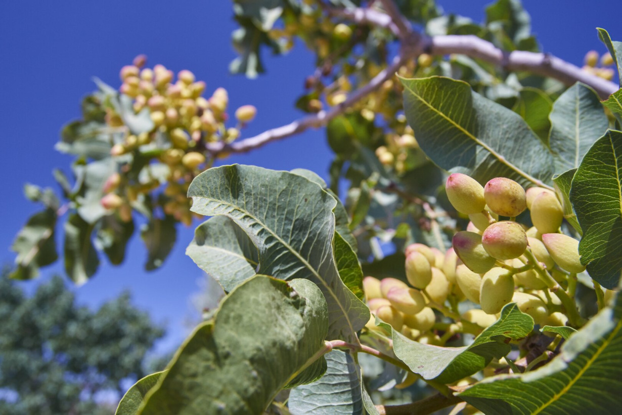 pistacija - Visuotinė lietuvių enciklopedija