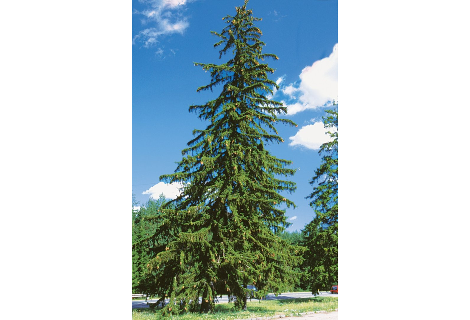 eglė - Visuotinė lietuvių enciklopedija