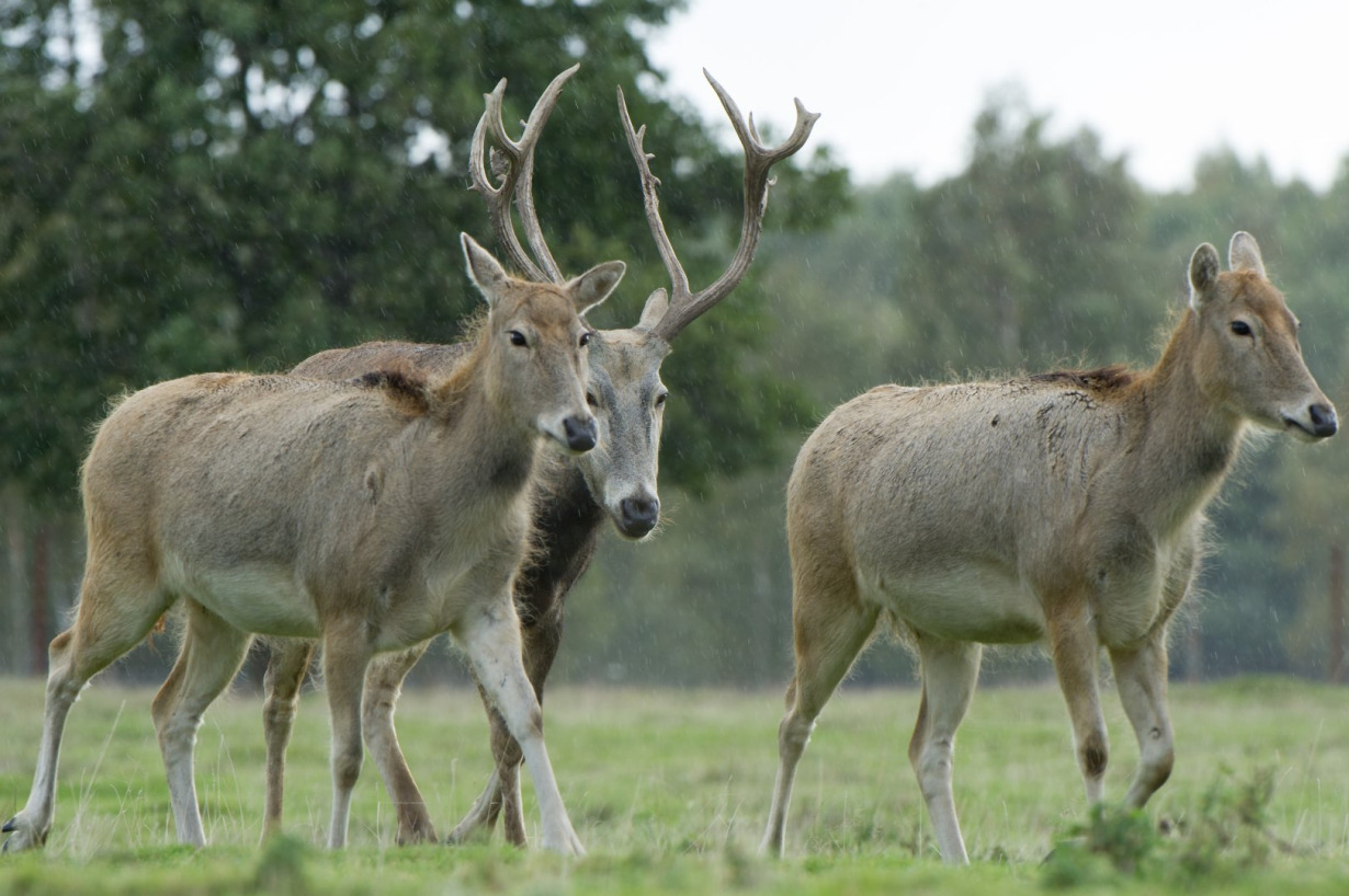 elniniai - Visuotinė lietuvių enciklopedija