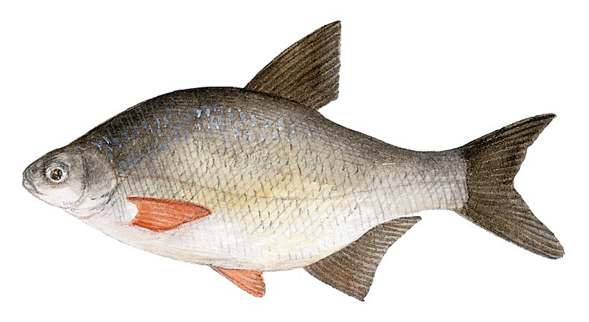 plakis - Visuotinė lietuvių enciklopedija