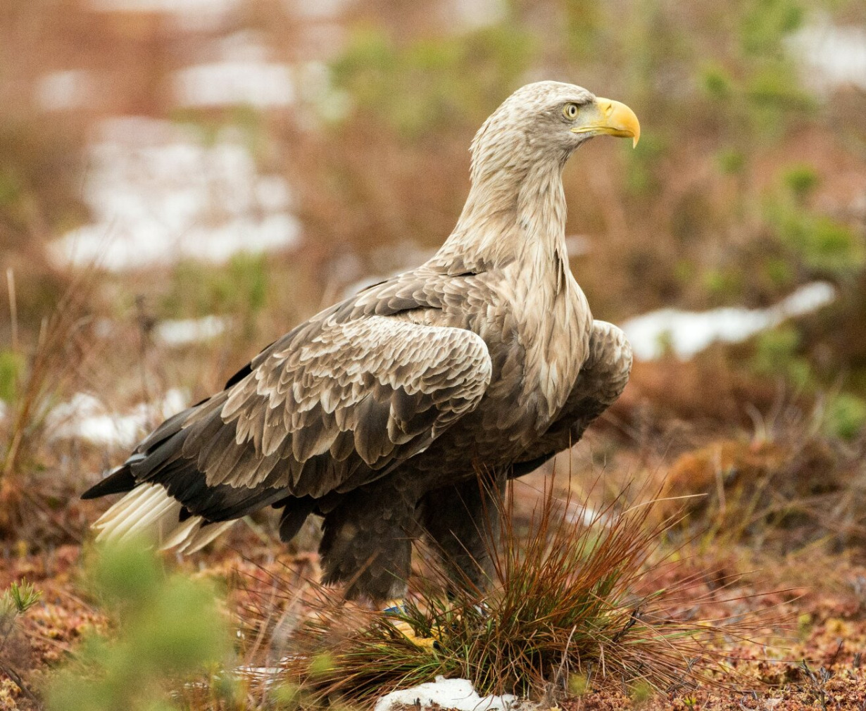 ereliai - Visuotinė lietuvių enciklopedija