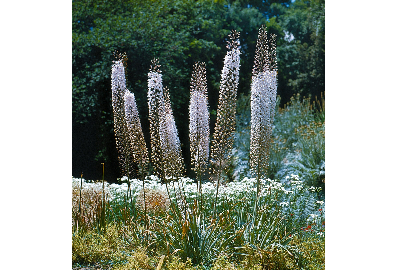 eremūras - Visuotinė lietuvių enciklopedija