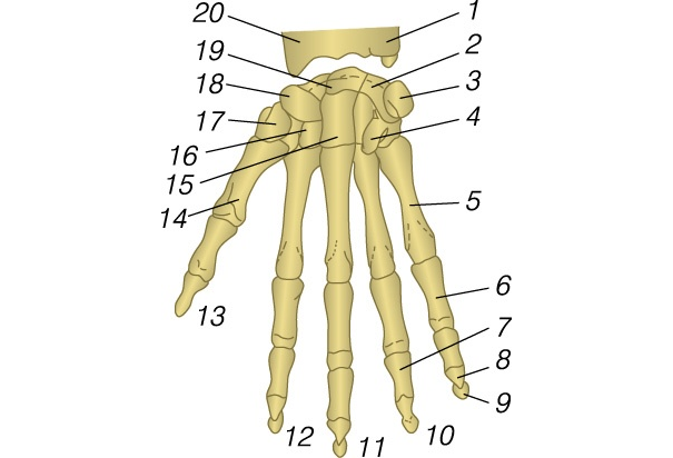 plaštaka - Visuotinė lietuvių enciklopedija