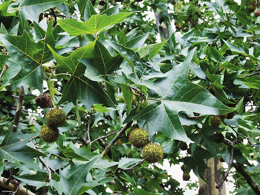 platanas - Visuotinė lietuvių enciklopedija