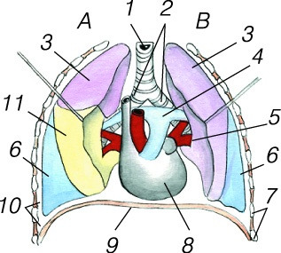 plaučiai - Visuotinė lietuvių enciklopedija