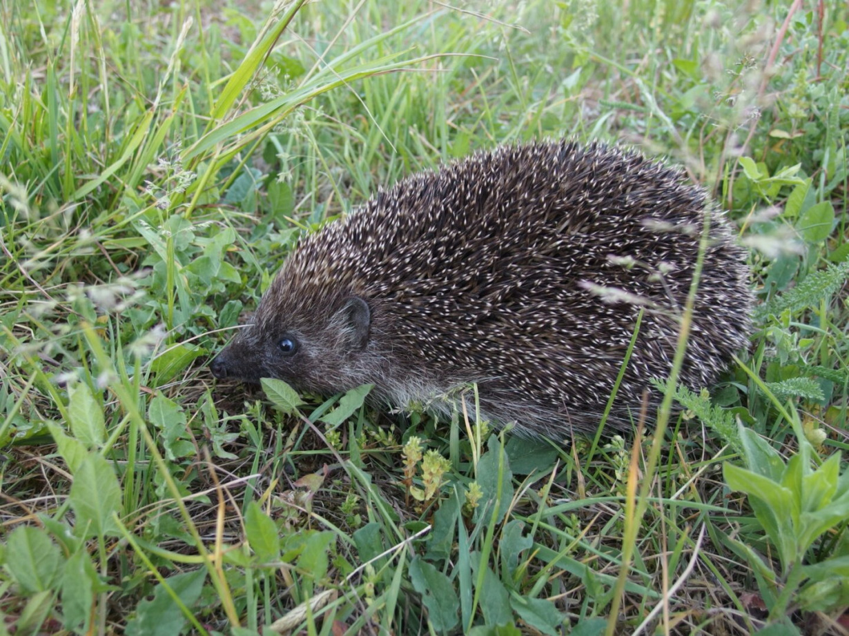 ežiniai - Visuotinė lietuvių enciklopedija
