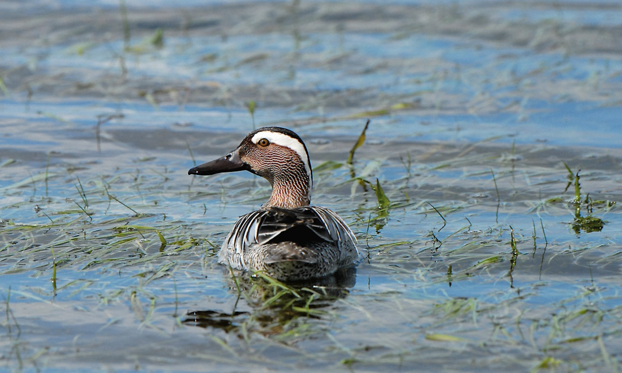 plaukiojančiosios antys - Visuotinė lietuvių enciklopedija