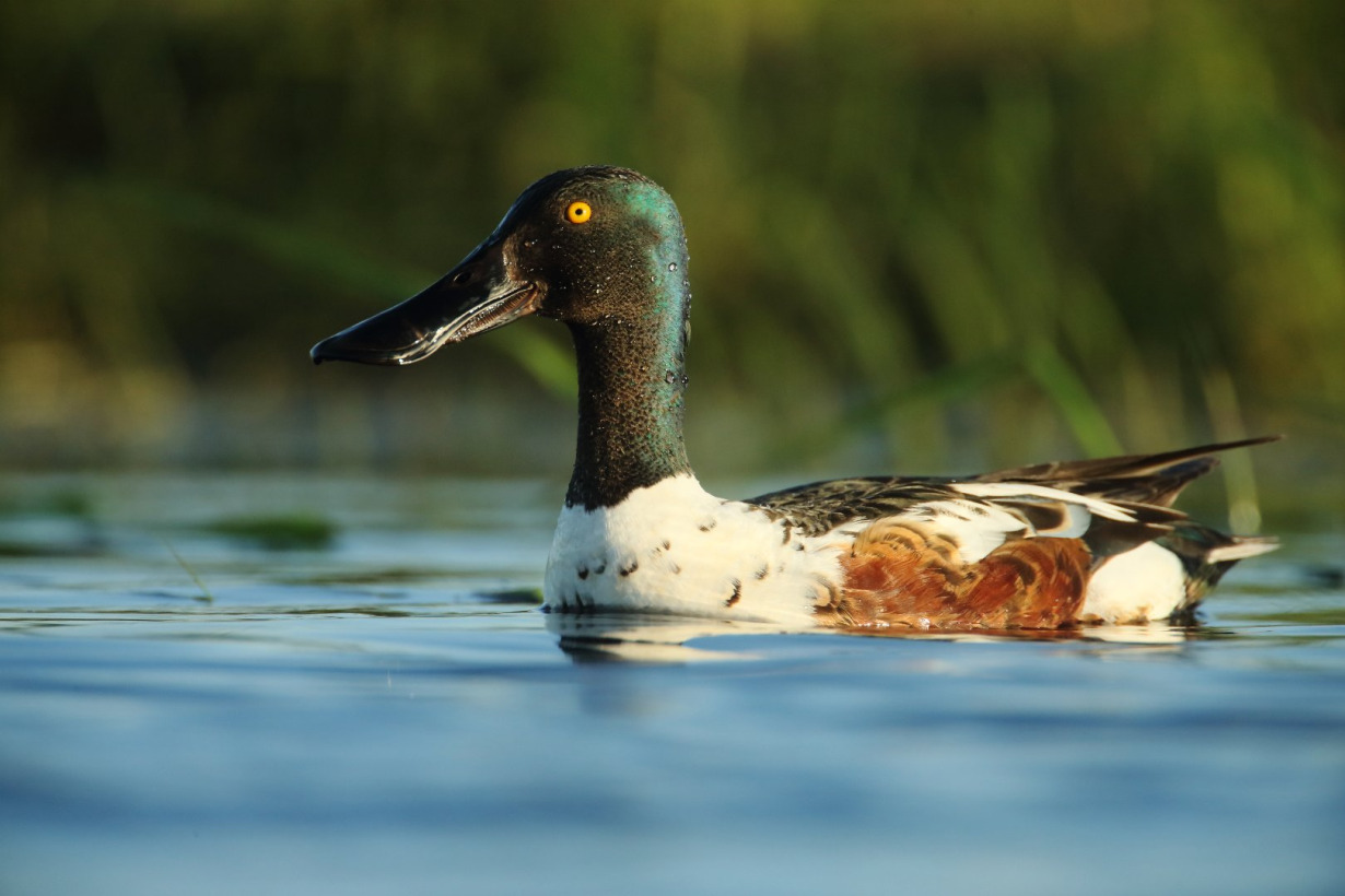 plaukiojančiosios antys - Visuotinė lietuvių enciklopedija