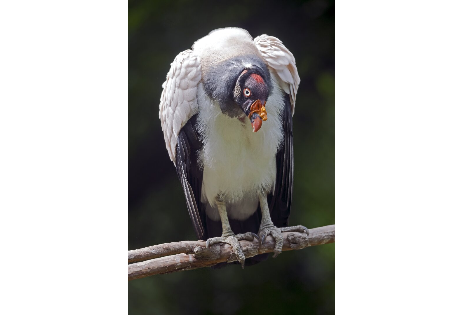 amerikiniai grifai - Visuotinė lietuvių enciklopedija