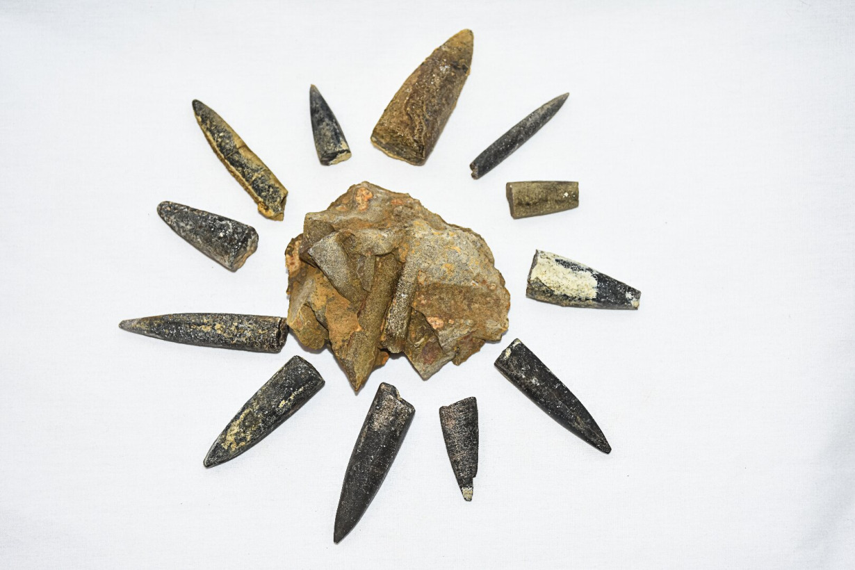 belemnitai - Visuotinė lietuvių enciklopedija