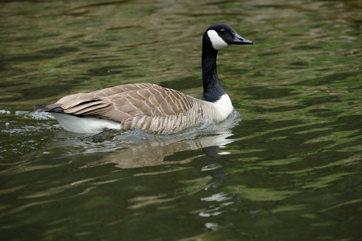 berniklės - Visuotinė lietuvių enciklopedija