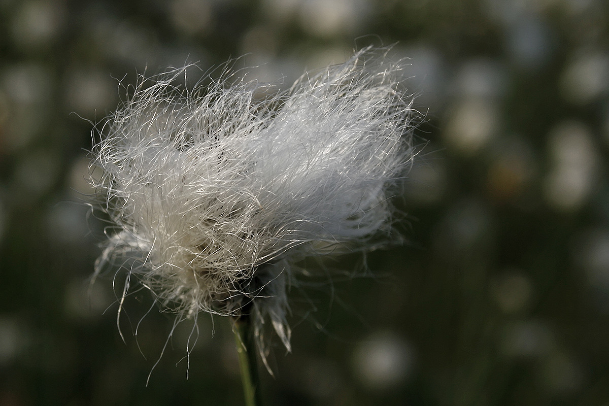 Plynoji - Visuotinė lietuvių enciklopedija