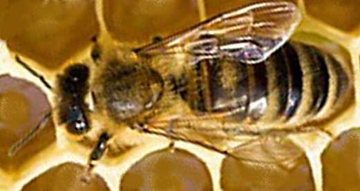 bitė darbininkė - Visuotinė lietuvių enciklopedija