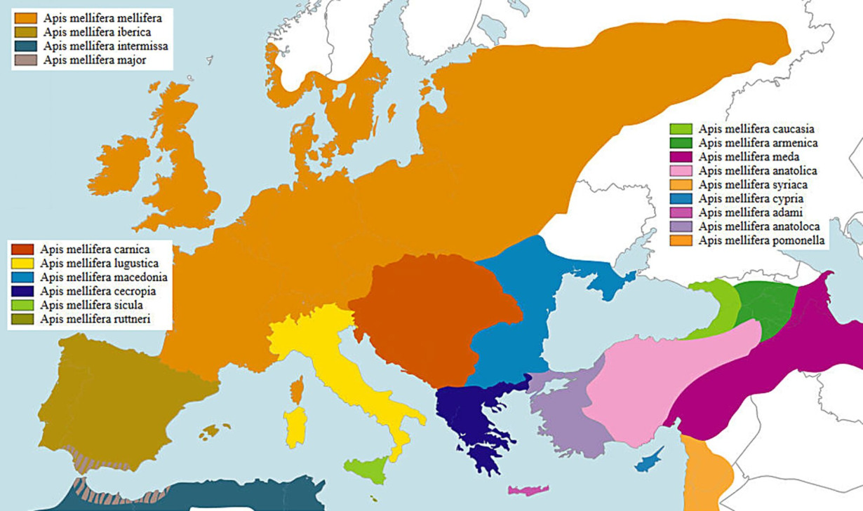 bitės - Visuotinė lietuvių enciklopedija