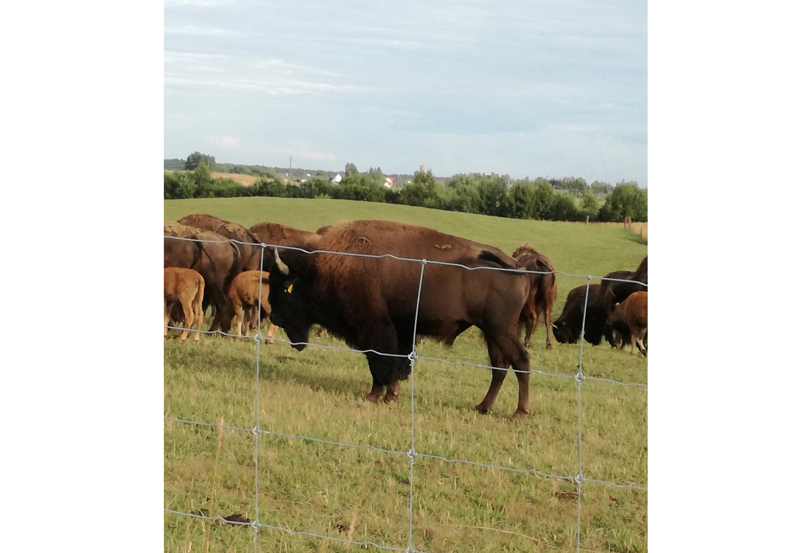bizonas - Visuotinė lietuvių enciklopedija