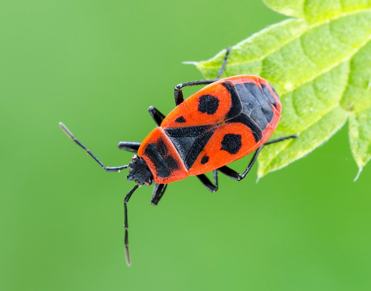 blakės - Visuotinė lietuvių enciklopedija