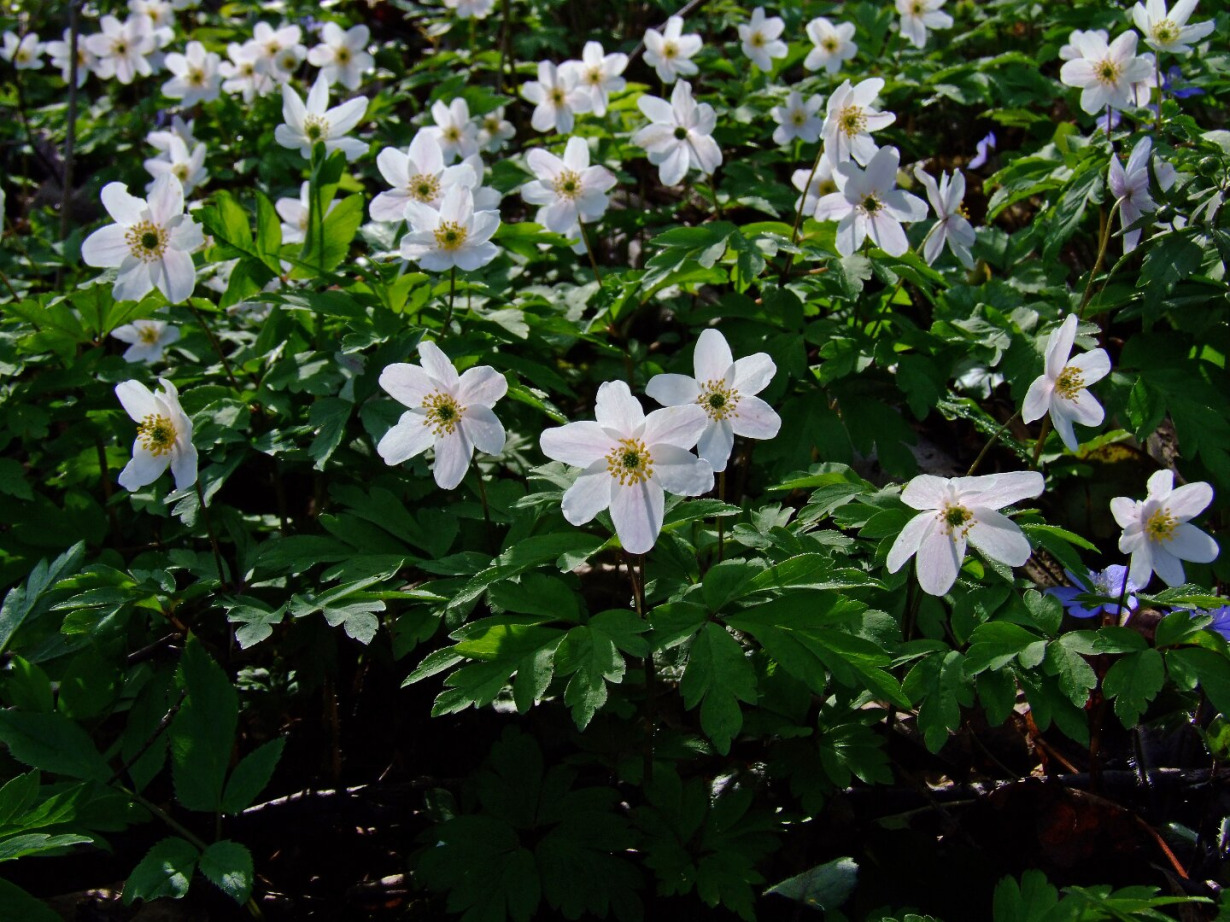 plukė - Visuotinė lietuvių enciklopedija