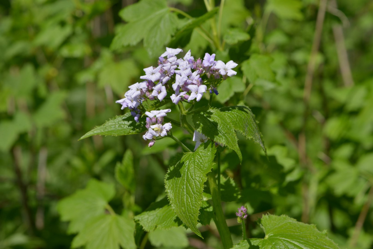 blizgė - Visuotinė lietuvių enciklopedija