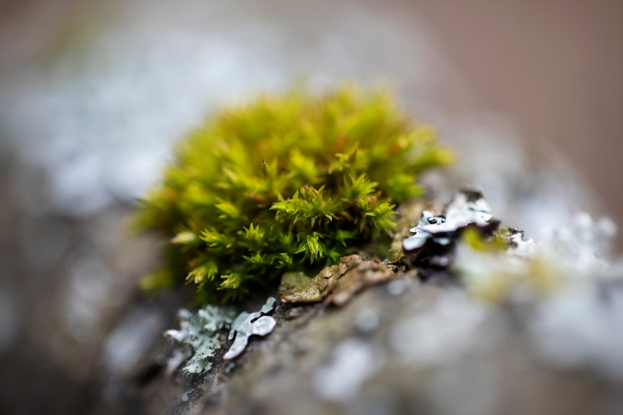brija - Visuotinė lietuvių enciklopedija