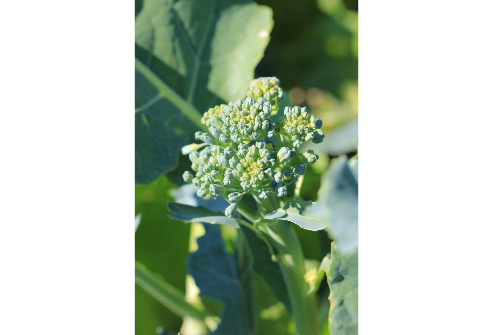 brokoliai - Visuotinė lietuvių enciklopedija