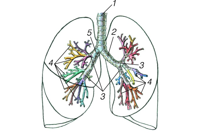 bronchai - Visuotinė lietuvių enciklopedija