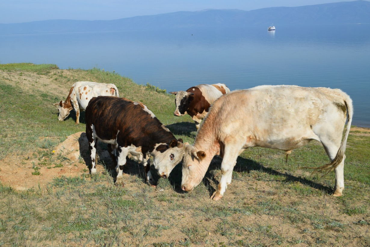 bulius - Visuotinė lietuvių enciklopedija