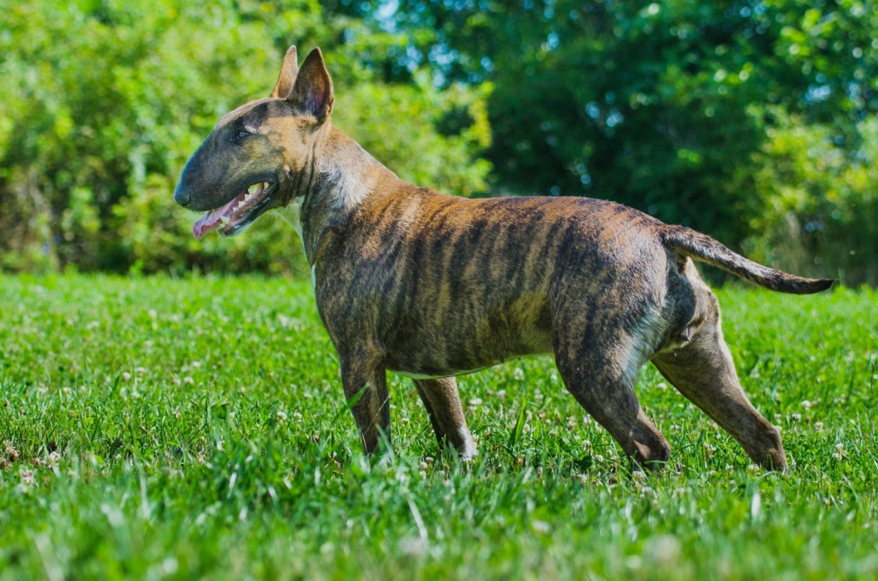 bulterjeras - Visuotinė lietuvių enciklopedija