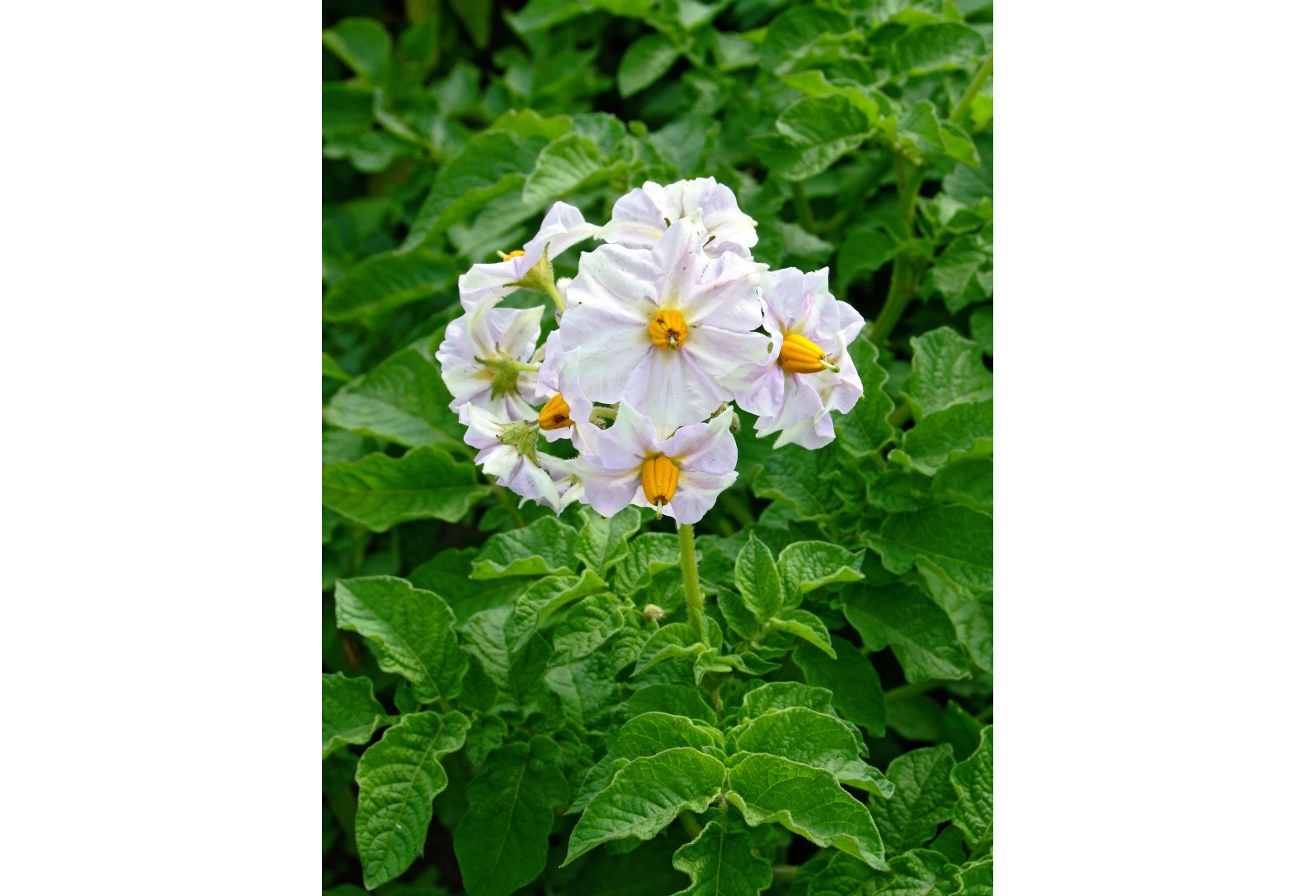 bulvės - Visuotinė lietuvių enciklopedija