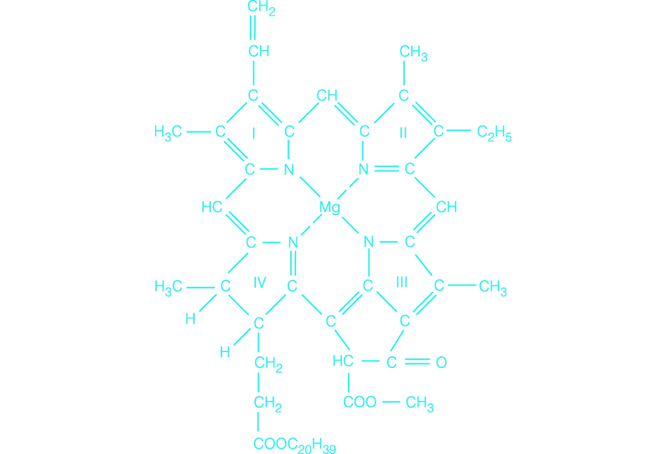 chlorofilas - Visuotinė lietuvių enciklopedija