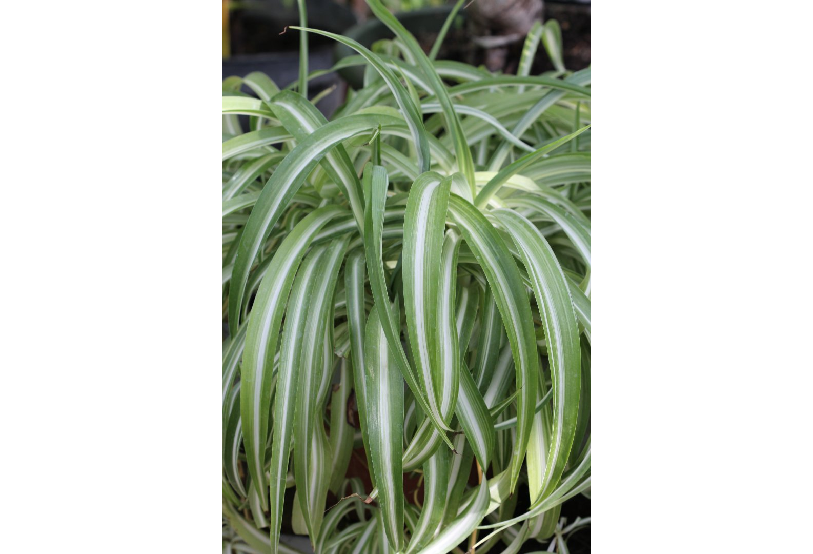 chlorofitas - Visuotinė lietuvių enciklopedija