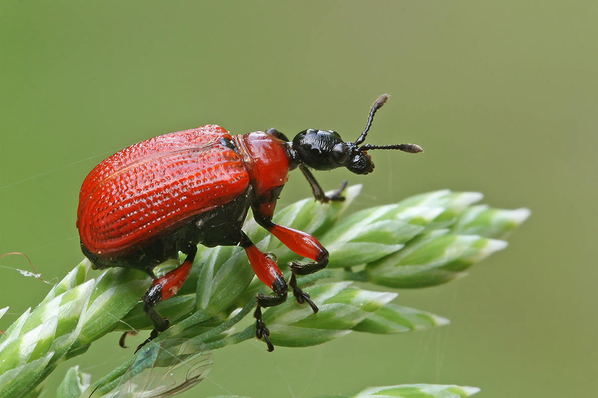cigarsukiniai - Visuotinė lietuvių enciklopedija