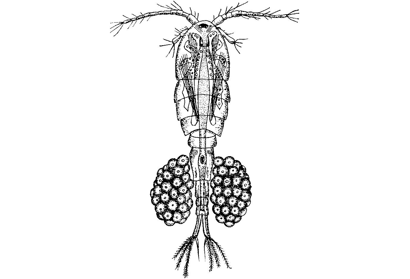 ciklopai - Visuotinė lietuvių enciklopedija