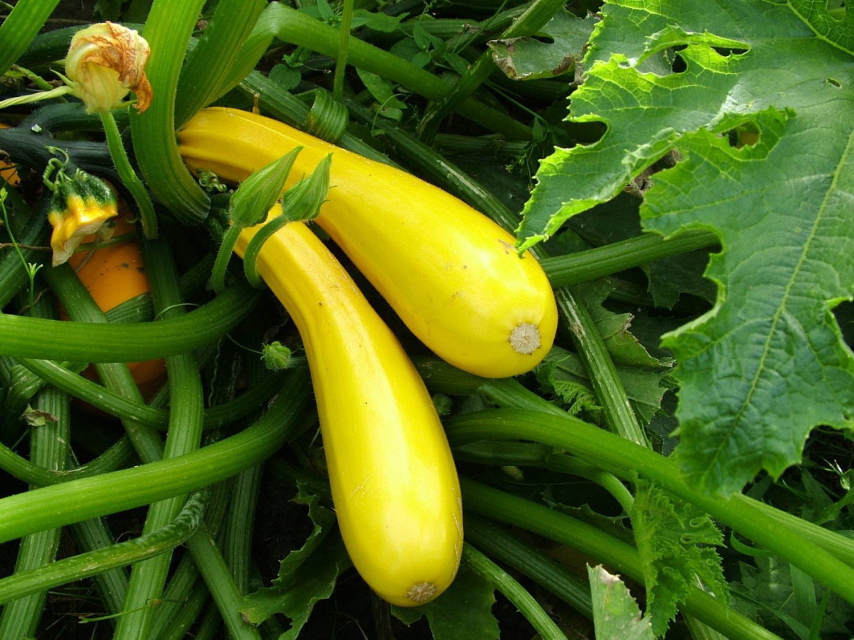 cukinijos - Visuotinė lietuvių enciklopedija