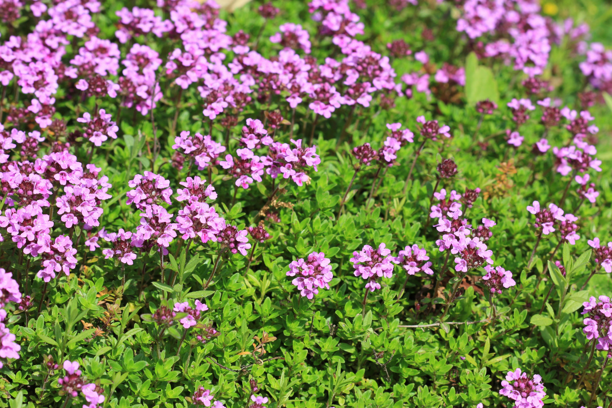 čiobrelis - Visuotinė lietuvių enciklopedija