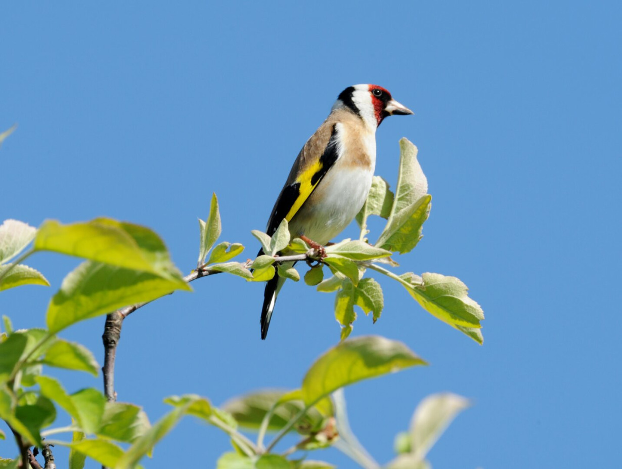 dagilis - Visuotinė lietuvių enciklopedija